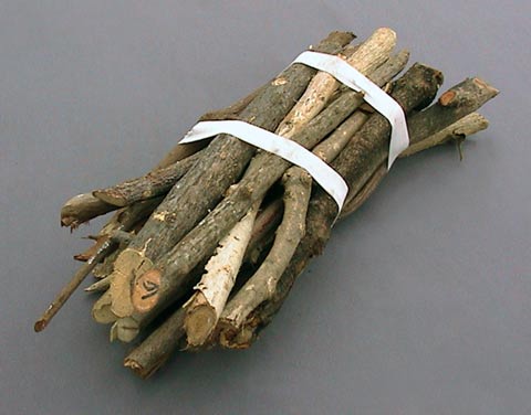 PALOS / STICKS – Botanica las Americas