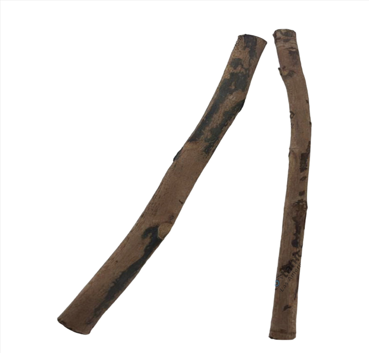 Palo Ramon – Botanica las Americas