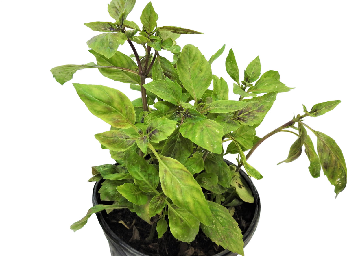 ALBAHACA MORADA / PURPLE BASIL – Botanica las Americas