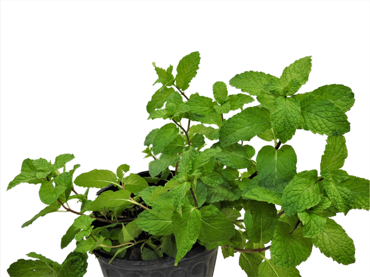 HERB MENTA – Botanica las Americas