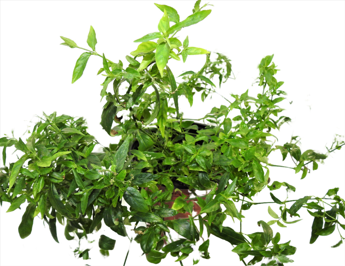 HERB TILO – Botanica las Americas